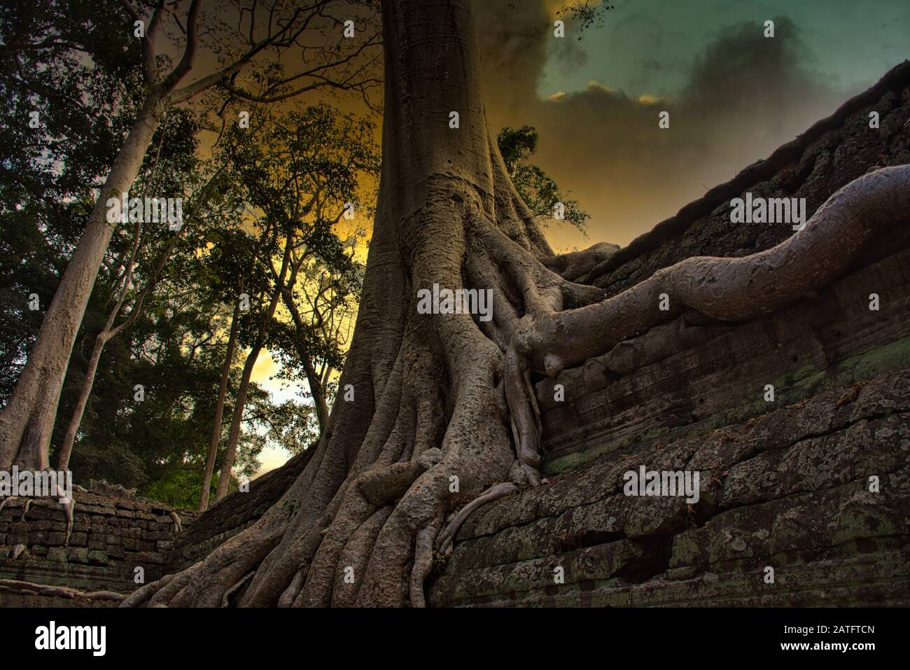 Tetrameles nudiflora is the famous spung tree growing in the Ta Prohm ...