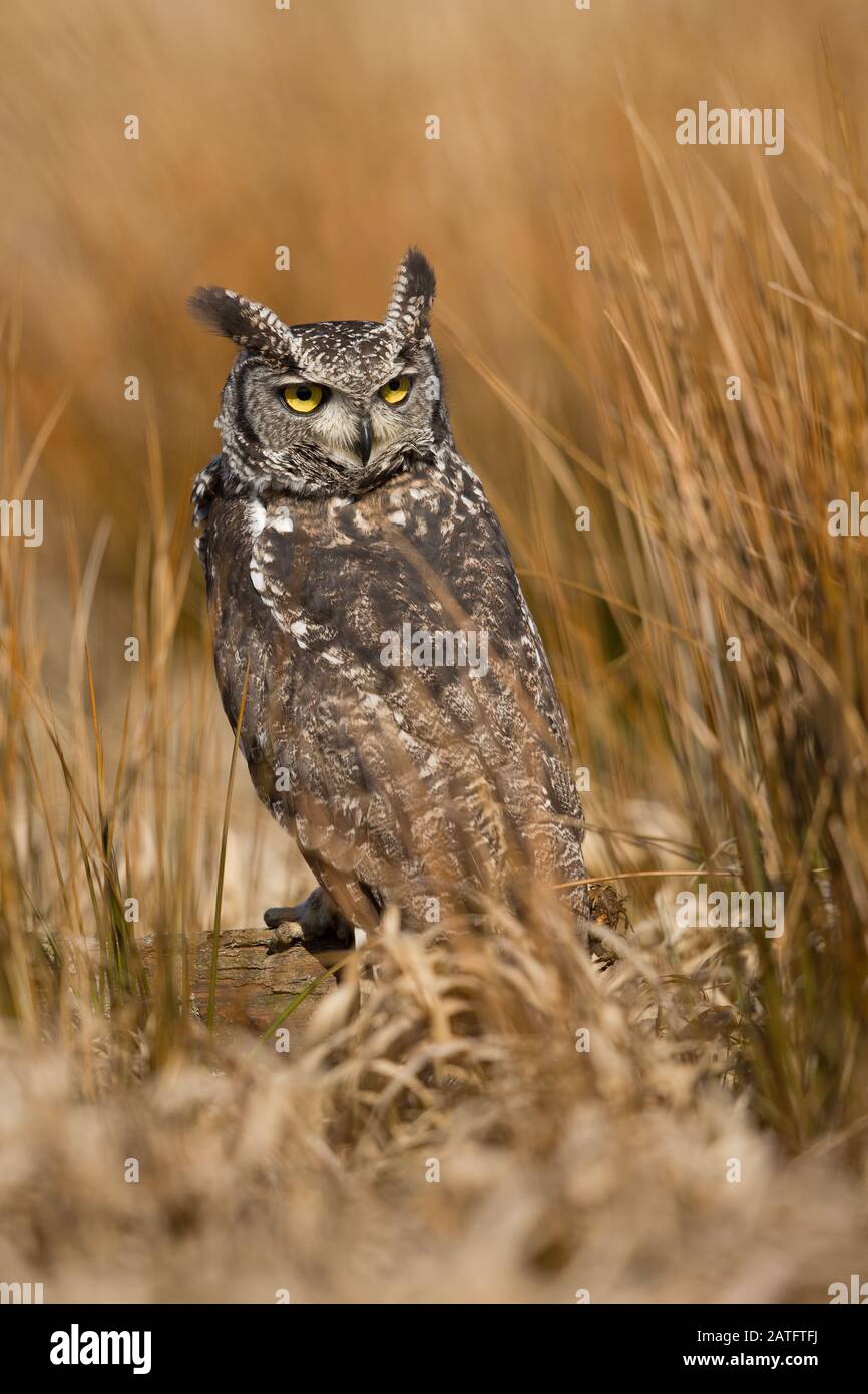 Spotted eagle-owl (Bubo africanus), also called African spotted eagle ...