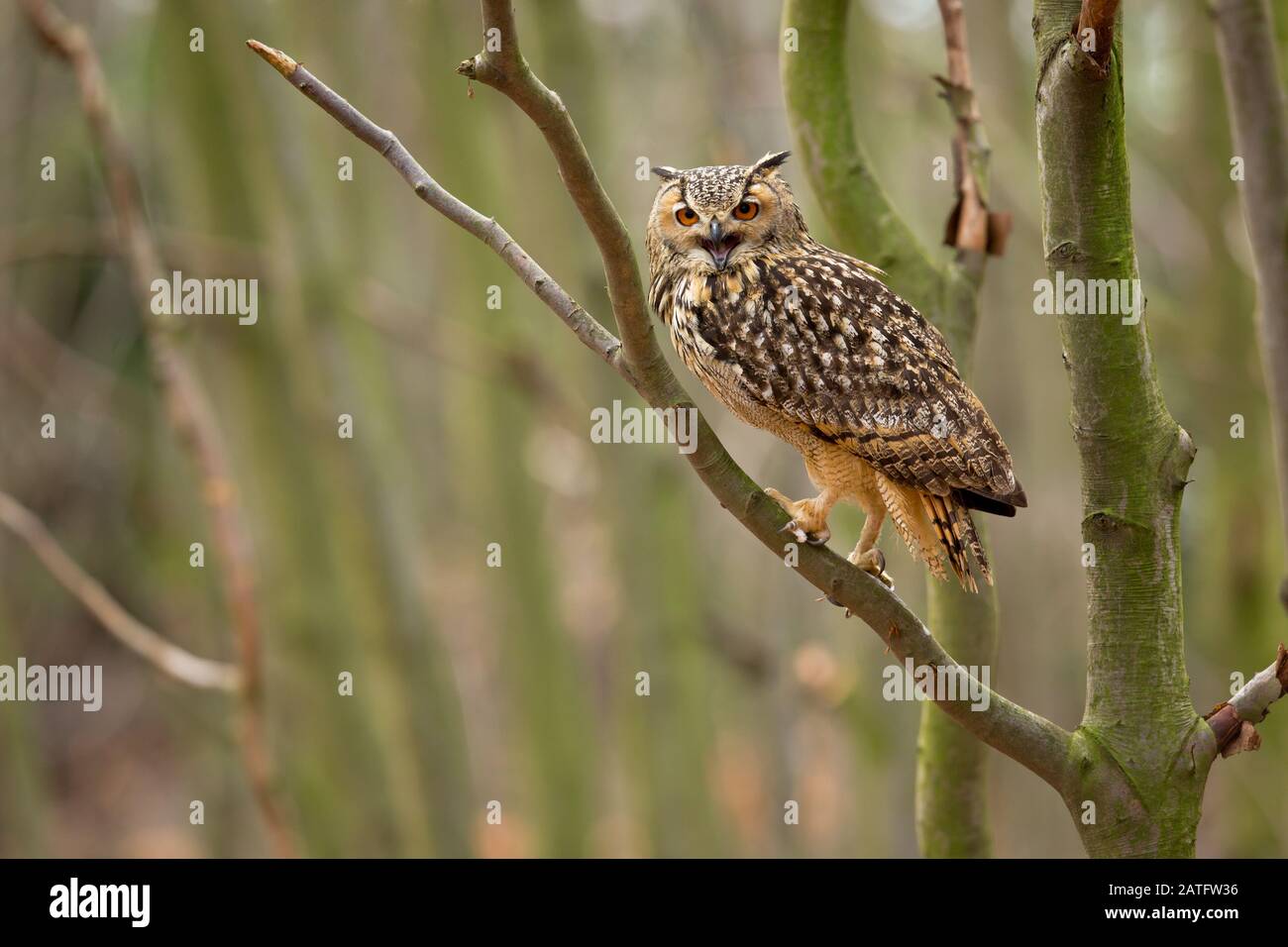 Indian eagle-owl, also called the rock eagle-owl or Bengal eagle-owl ...