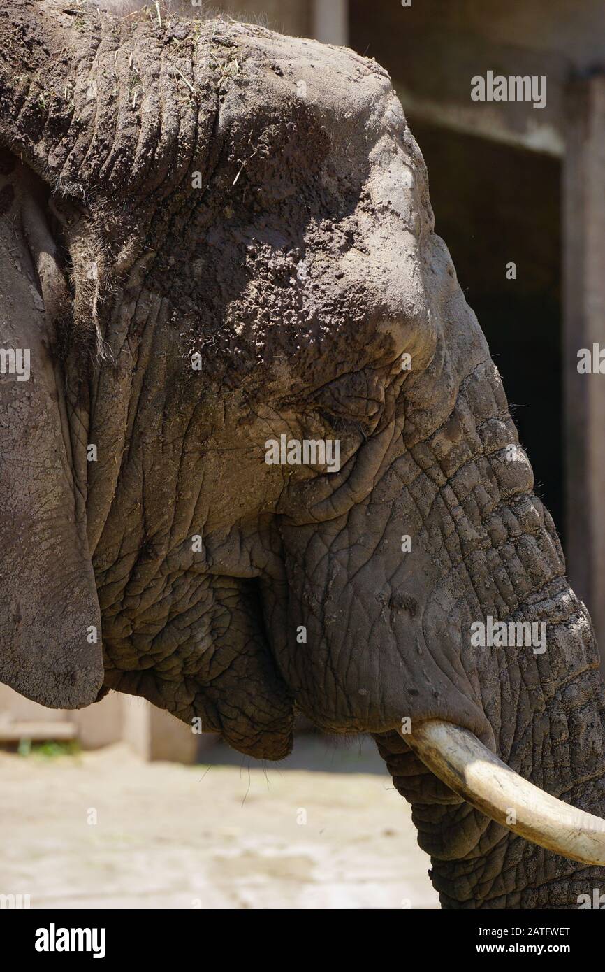 African elephant in sub-Saharan region Stock Photo - Alamy