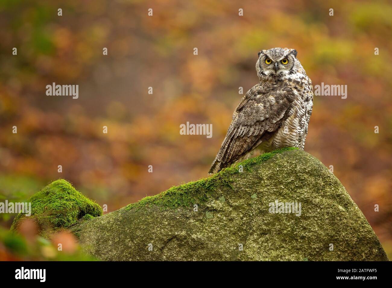 Great horned owl (Bubo virginianus), also known as the tiger owl or the ...