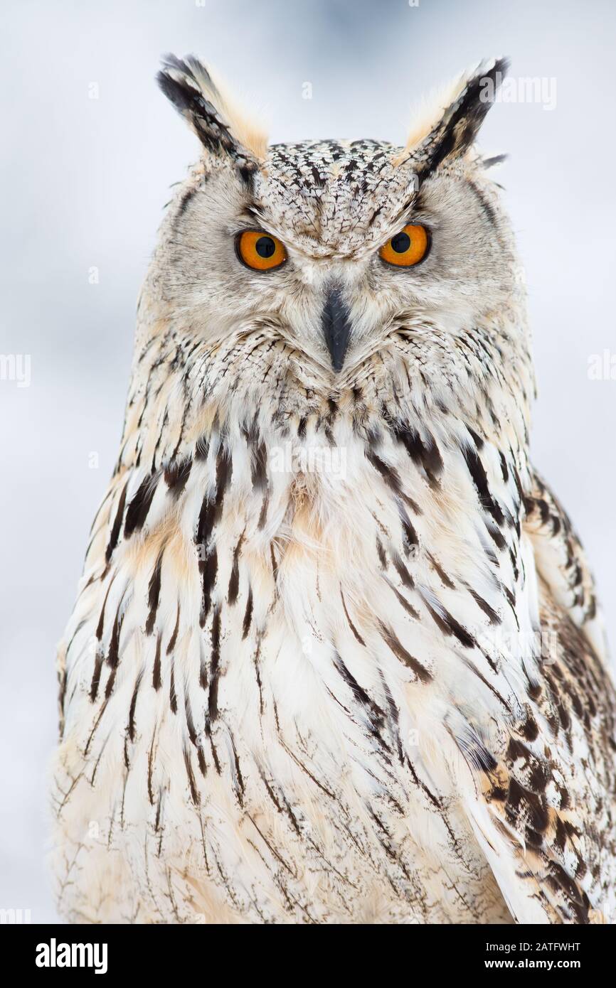 Siberian eagle owl is the biggest owl in the world Stock Photo - Alamy