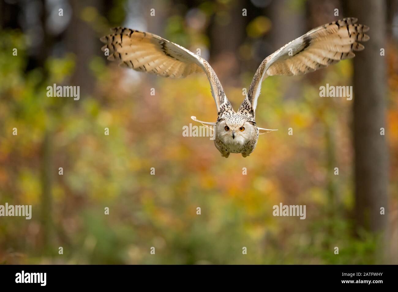Siberian eagle owl is the biggest owl in the world Stock Photo - Alamy