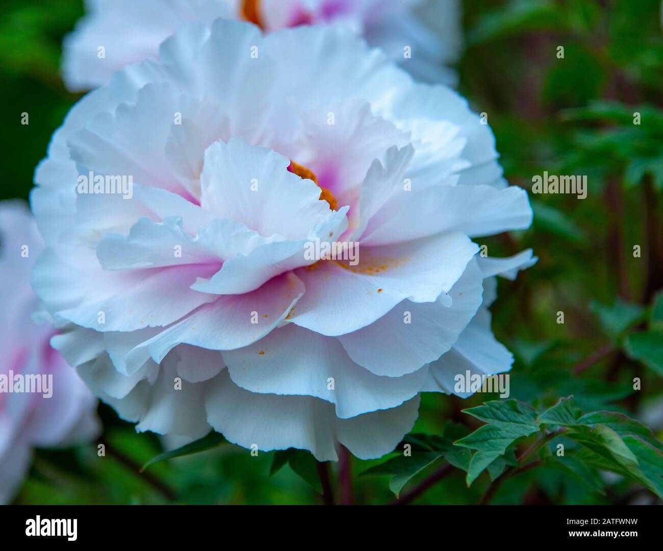 Japanese tree peonies hi-res stock photography and images - Alamy