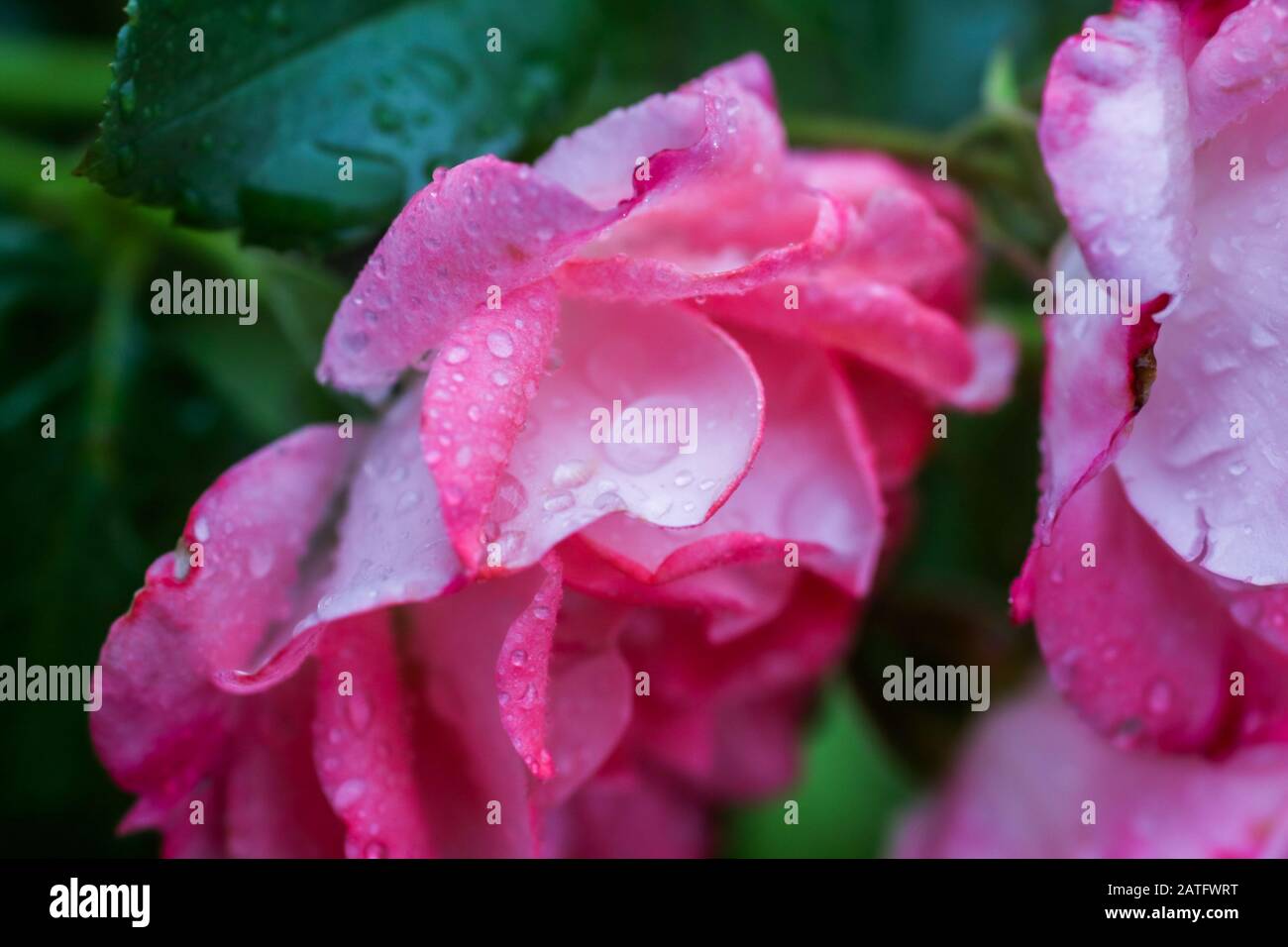 Rose bud with dew drops on the stem. Rain drops on a rose Stock Photo - Alamy