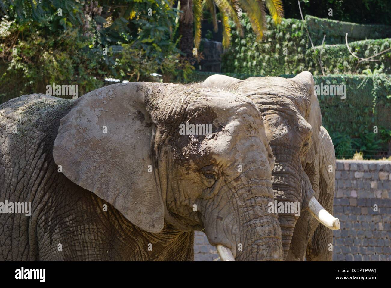 African elephant in sub-Saharan region Stock Photo - Alamy