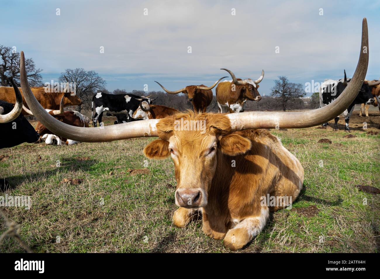 Bull horns cow animal close up hi-res stock photography and images - Alamy
