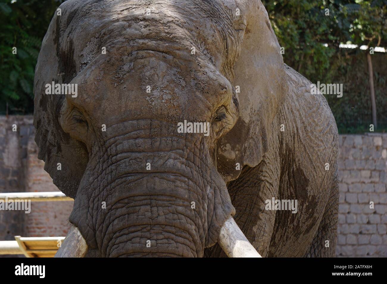 African elephant in sub-Saharan region Stock Photo - Alamy