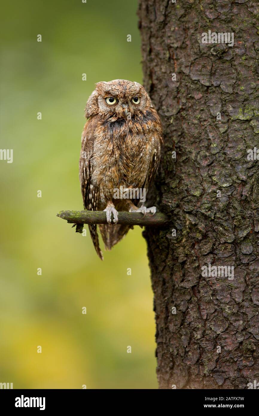 Eurasian scops owl (Otus scops), also known as the European scops owl ...