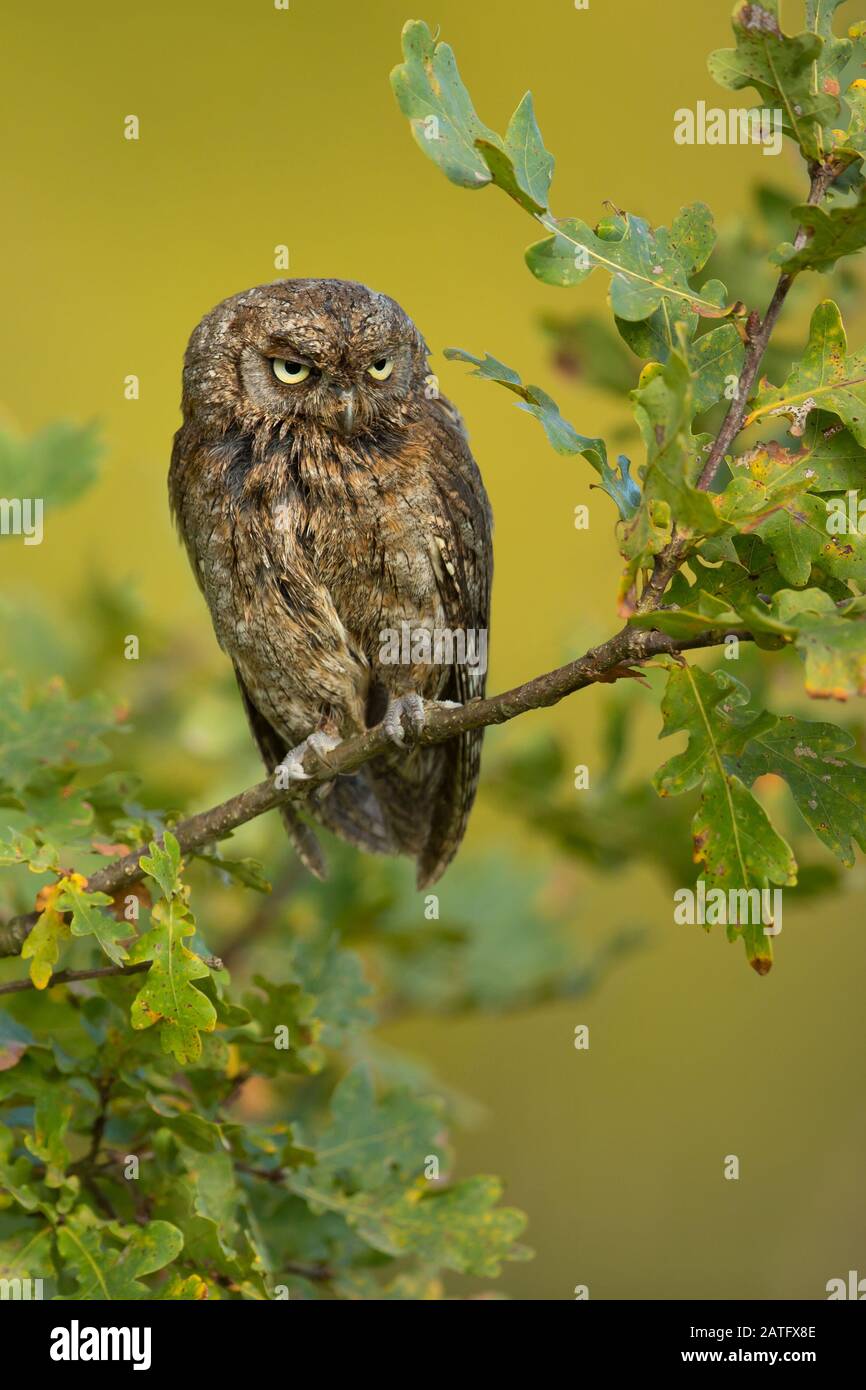 Eurasian scops owl (Otus scops), also known as the European scops owl ...