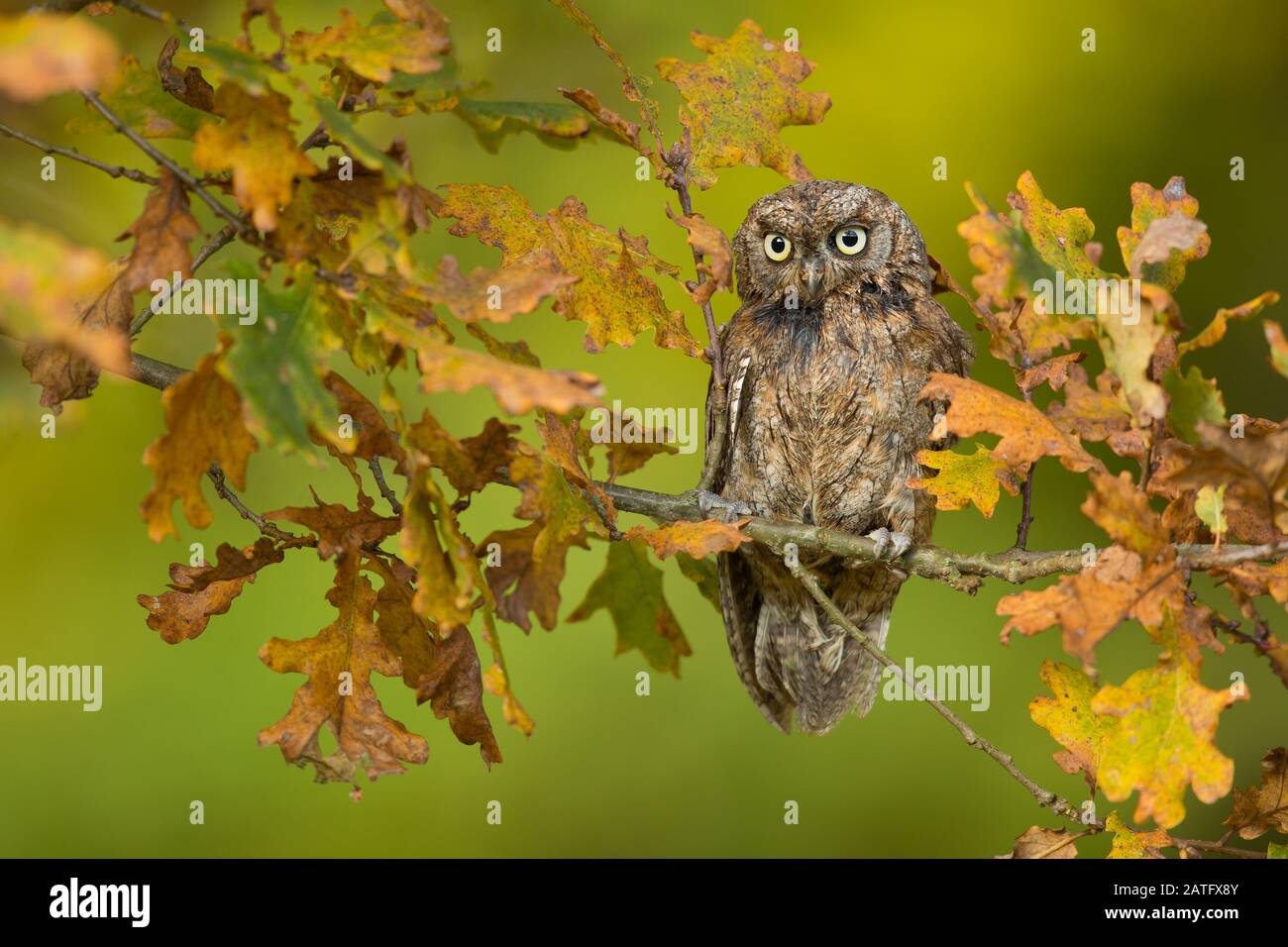 Eurasian scops owl (Otus scops), also known as the European scops owl ...