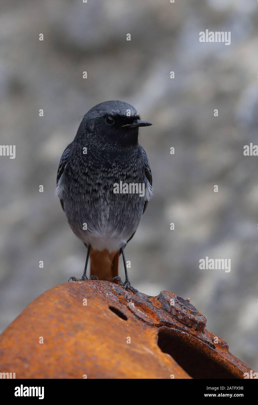 Seaton hole beach hi-res stock photography and images - Alamy