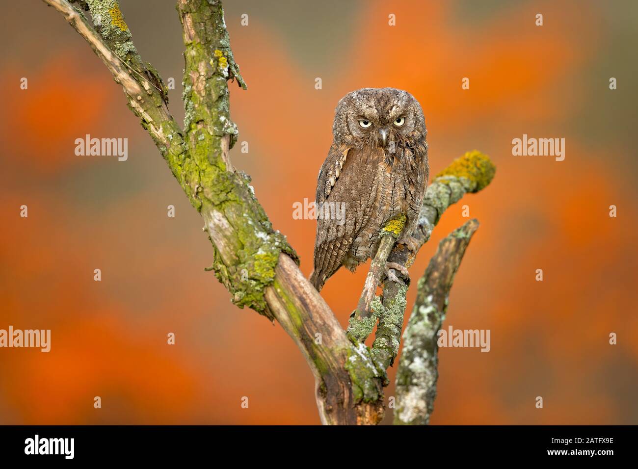 Eurasian scops owl (Otus scops), also known as the European scops owl ...