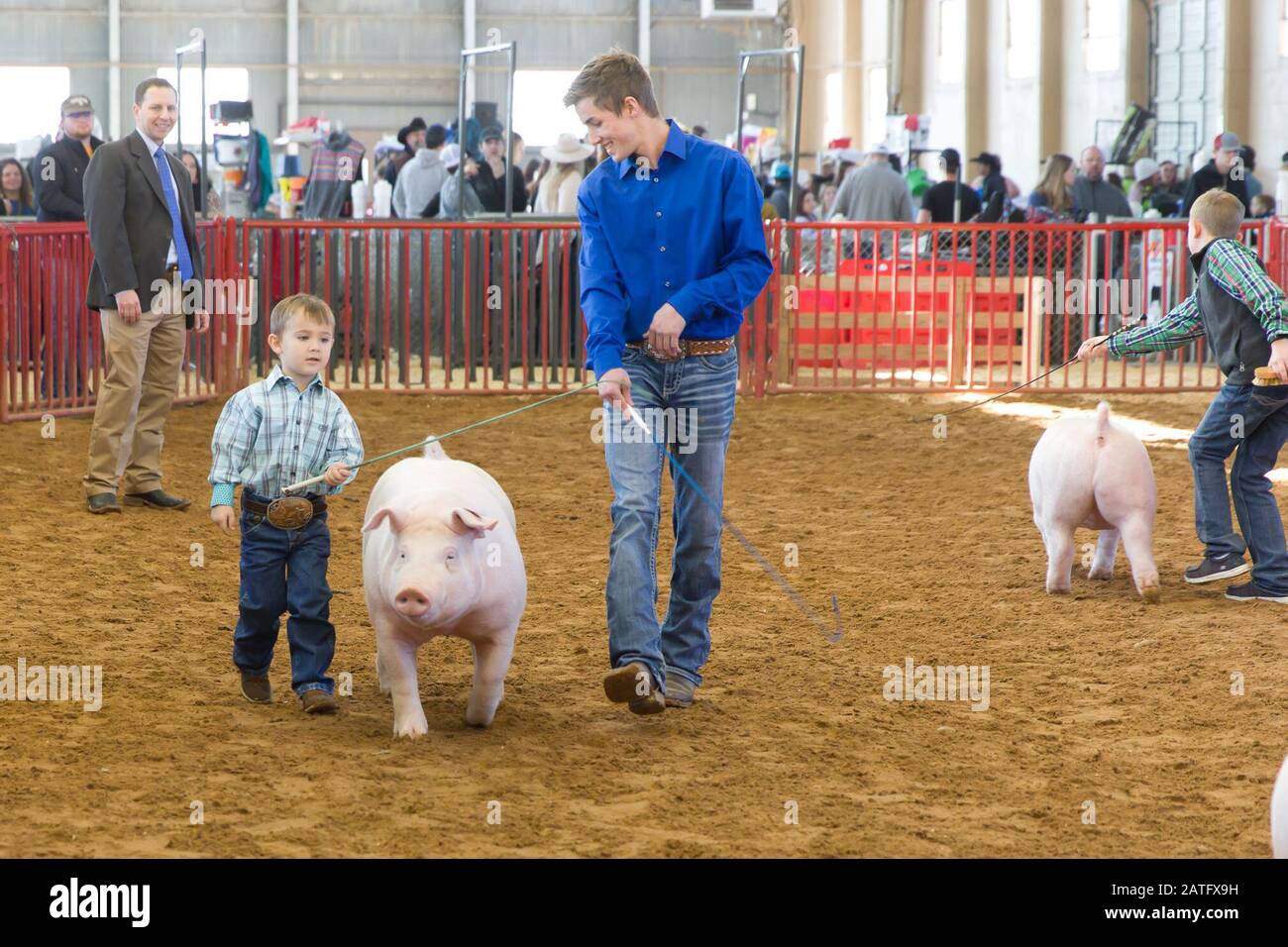 Texas show pigs hi-res stock photography and images - Alamy