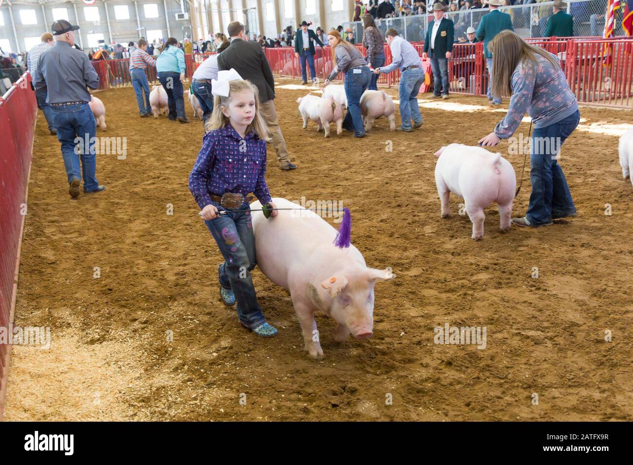 Texas show pigs hi-res stock photography and images - Alamy