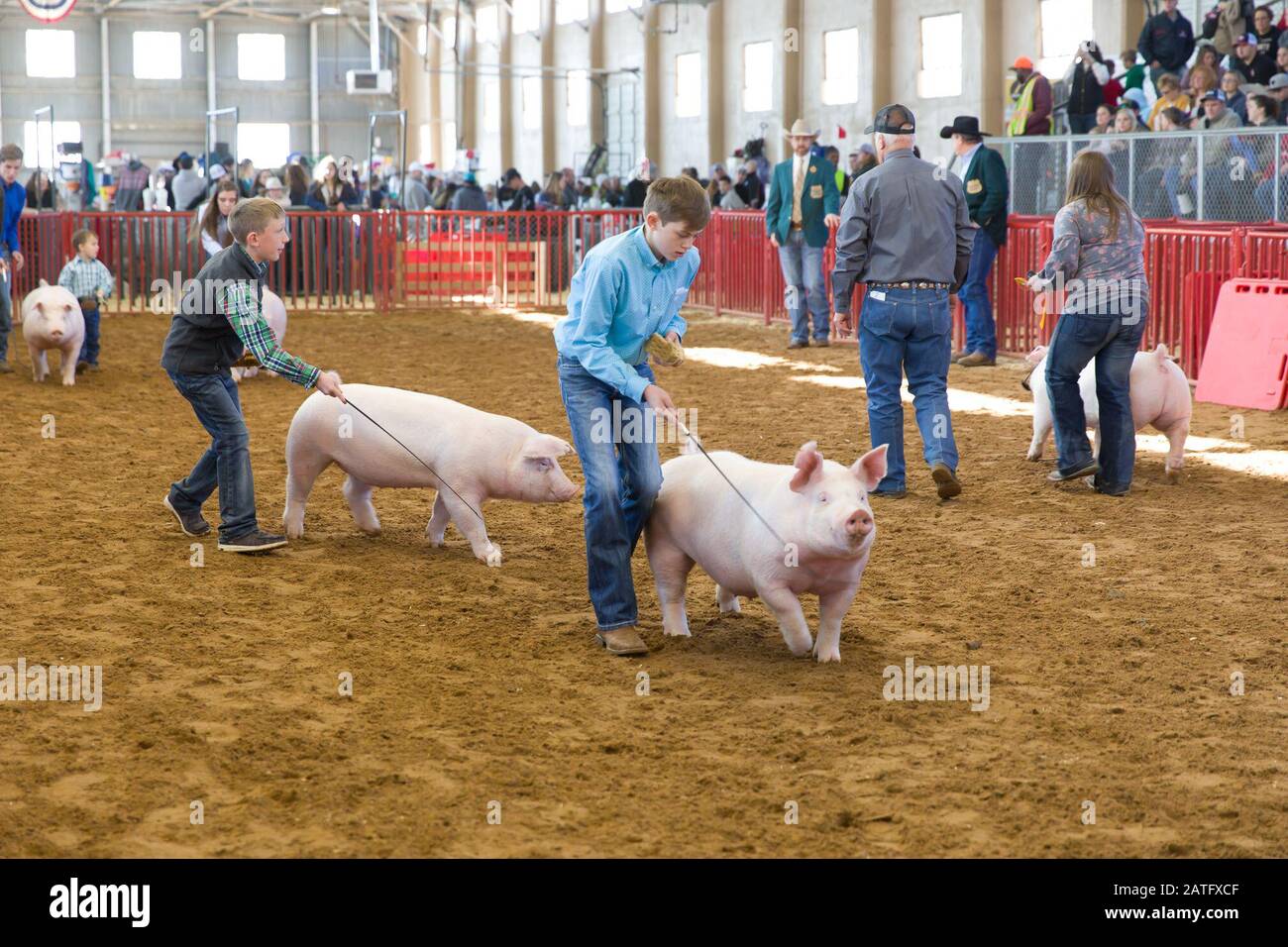Fort Worth Stock Show Pigs