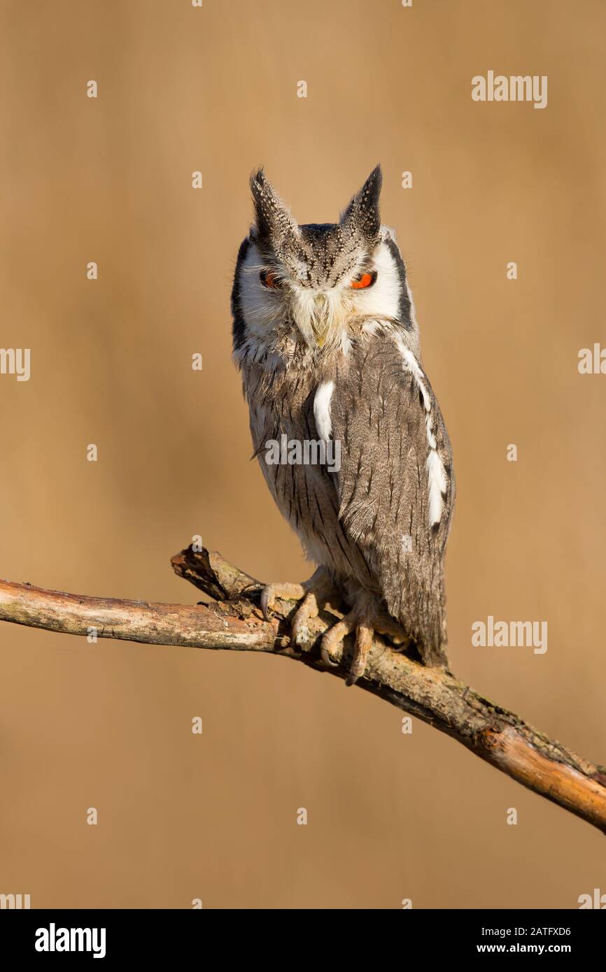 northern white-faced owl (Ptilopsis leucotis) is a species of owl in ...