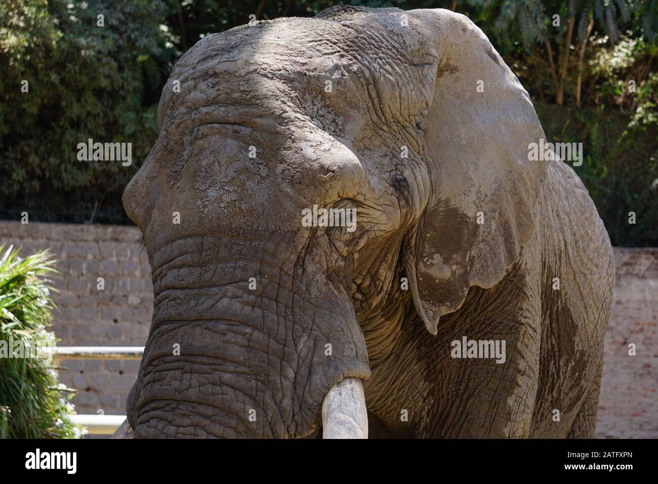 African elephant in sub-Saharan region Stock Photo - Alamy