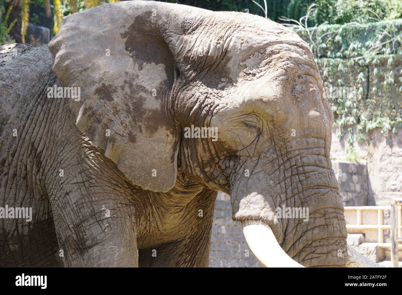African elephant in sub-Saharan region Stock Photo - Alamy