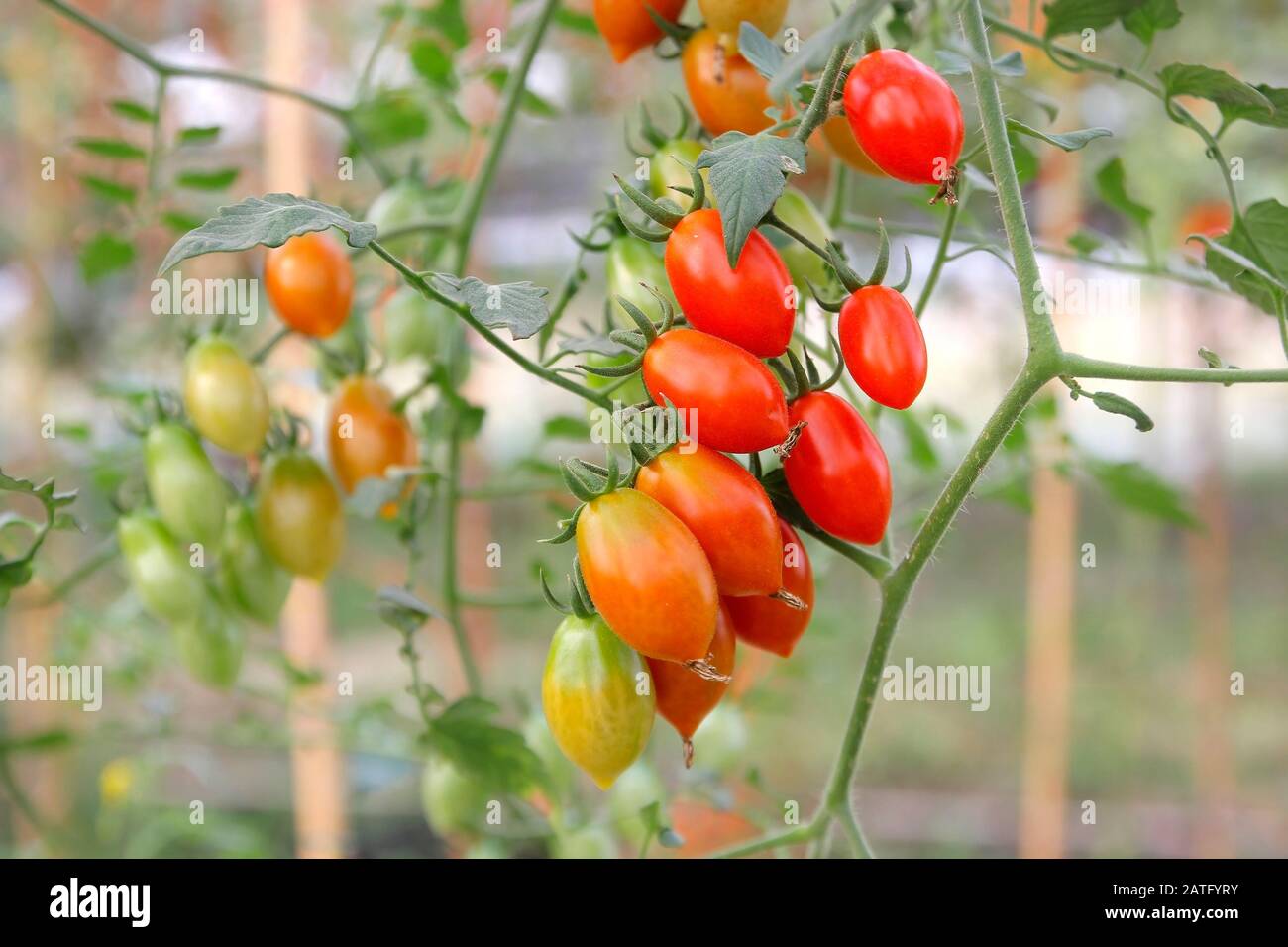 Red tomato tree hi-res stock photography and images - Alamy
