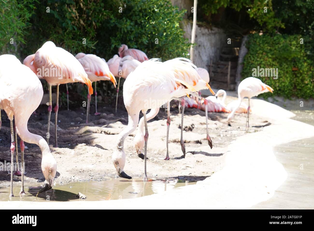 Andean flamingo of the Andes South America Chile Stock Photo - Alamy