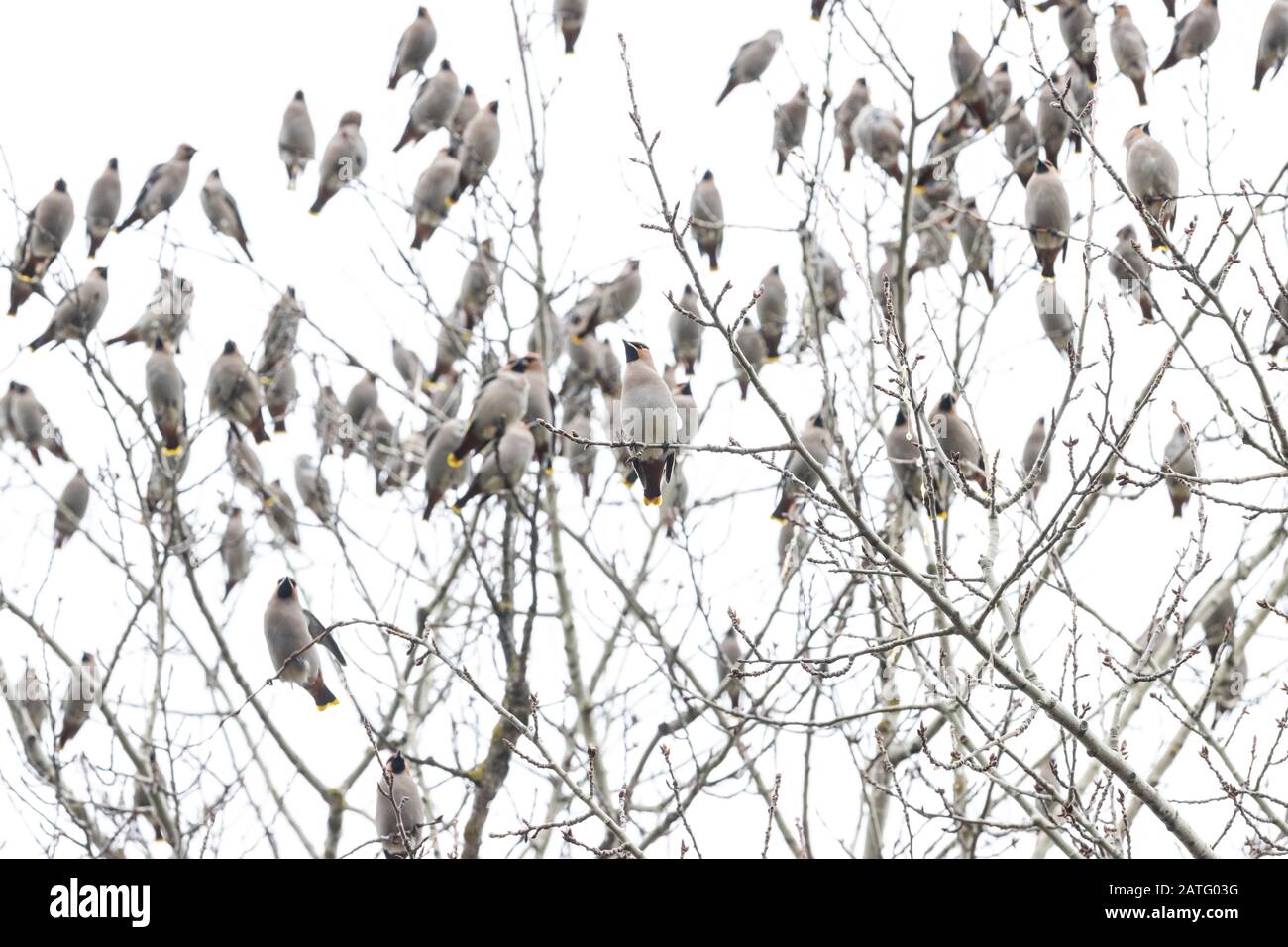 flock of waxwings sit on top of a tree Stock Photo - Alamy