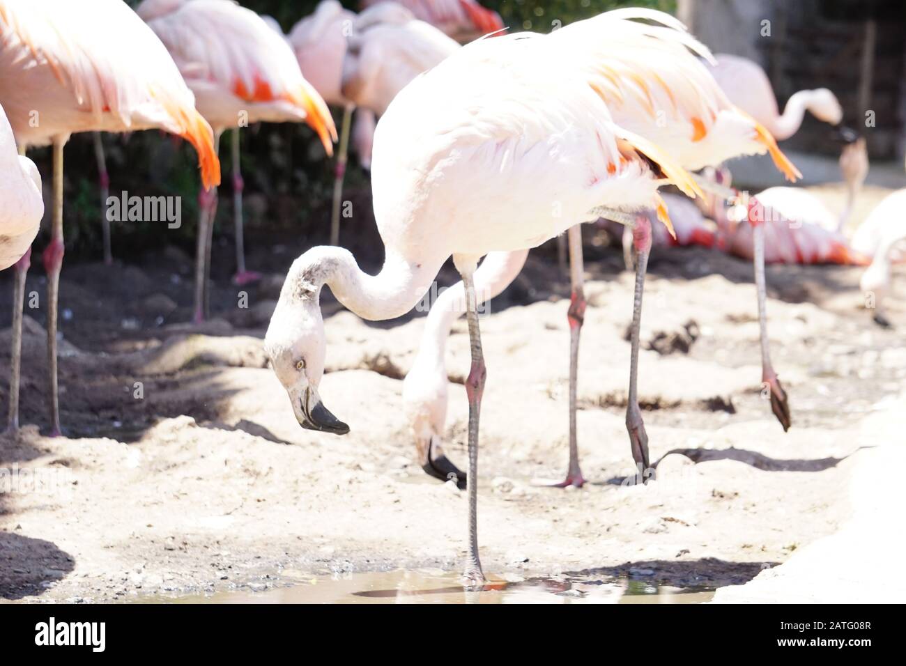 Andean flamingo of the Andes South America Chile Stock Photo - Alamy