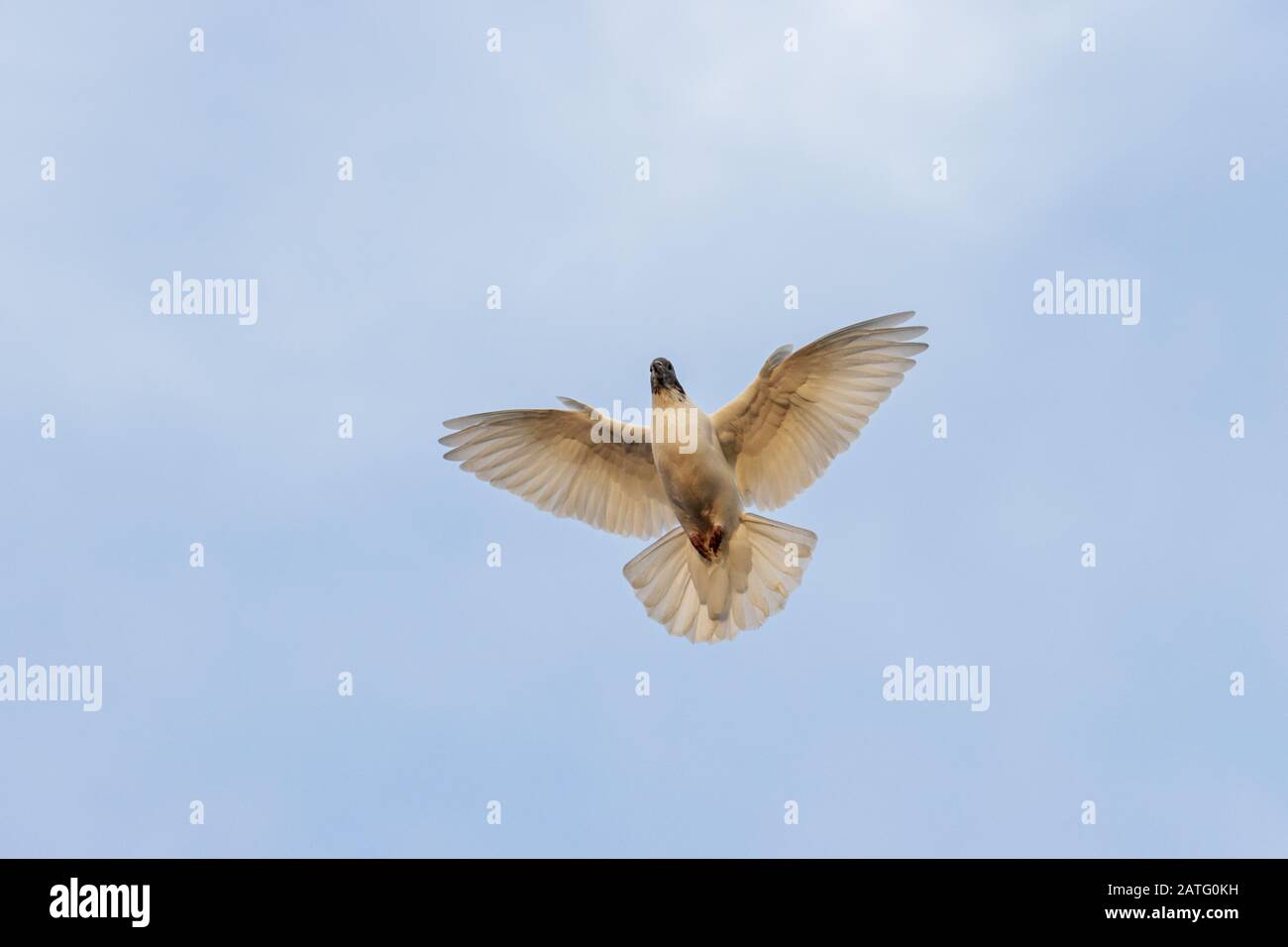 Beautiful White Dove In Flight High Resolution Stock Photography and ...