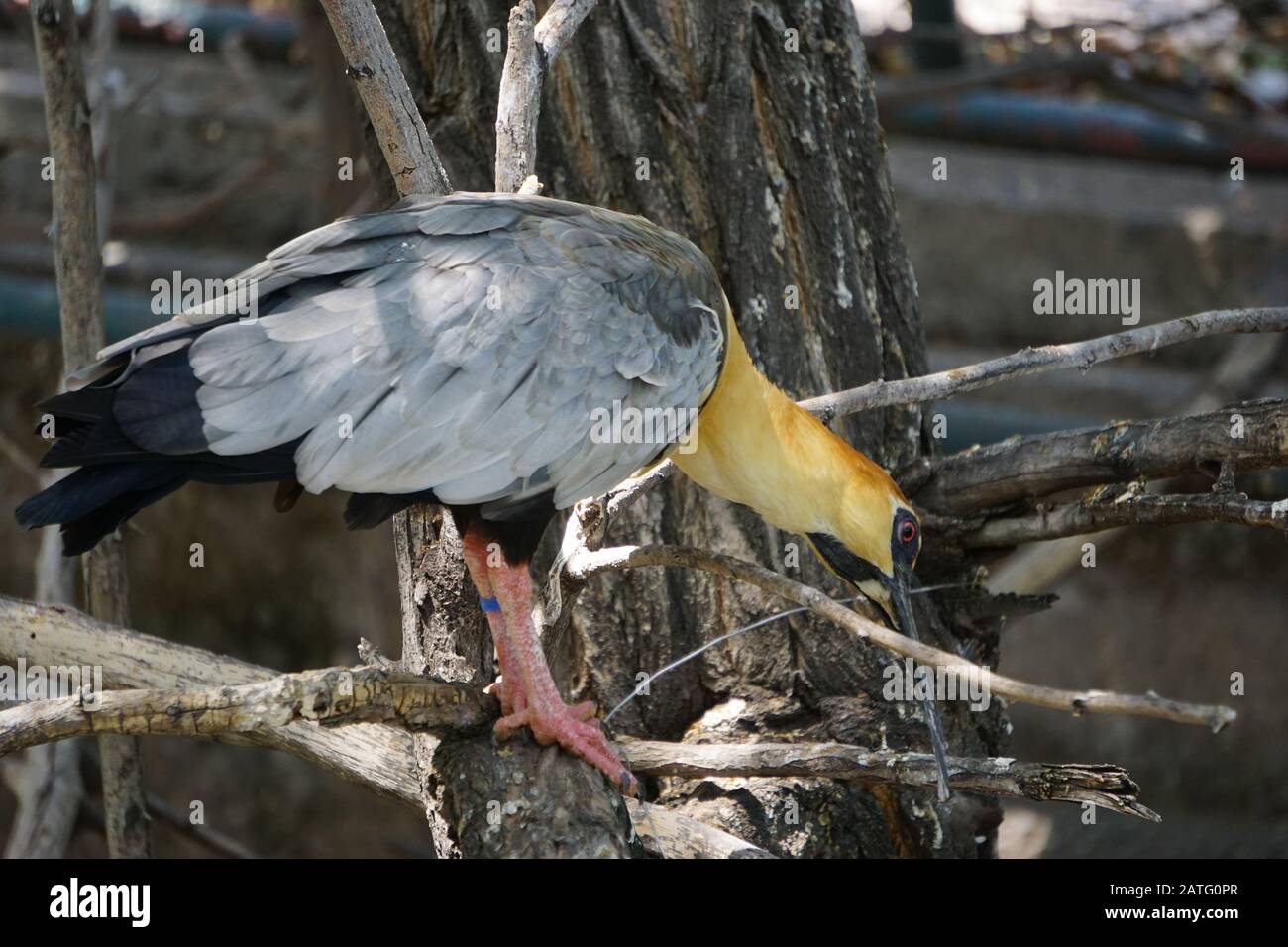 theristicus caudatus bird is found in many countries of south america ...