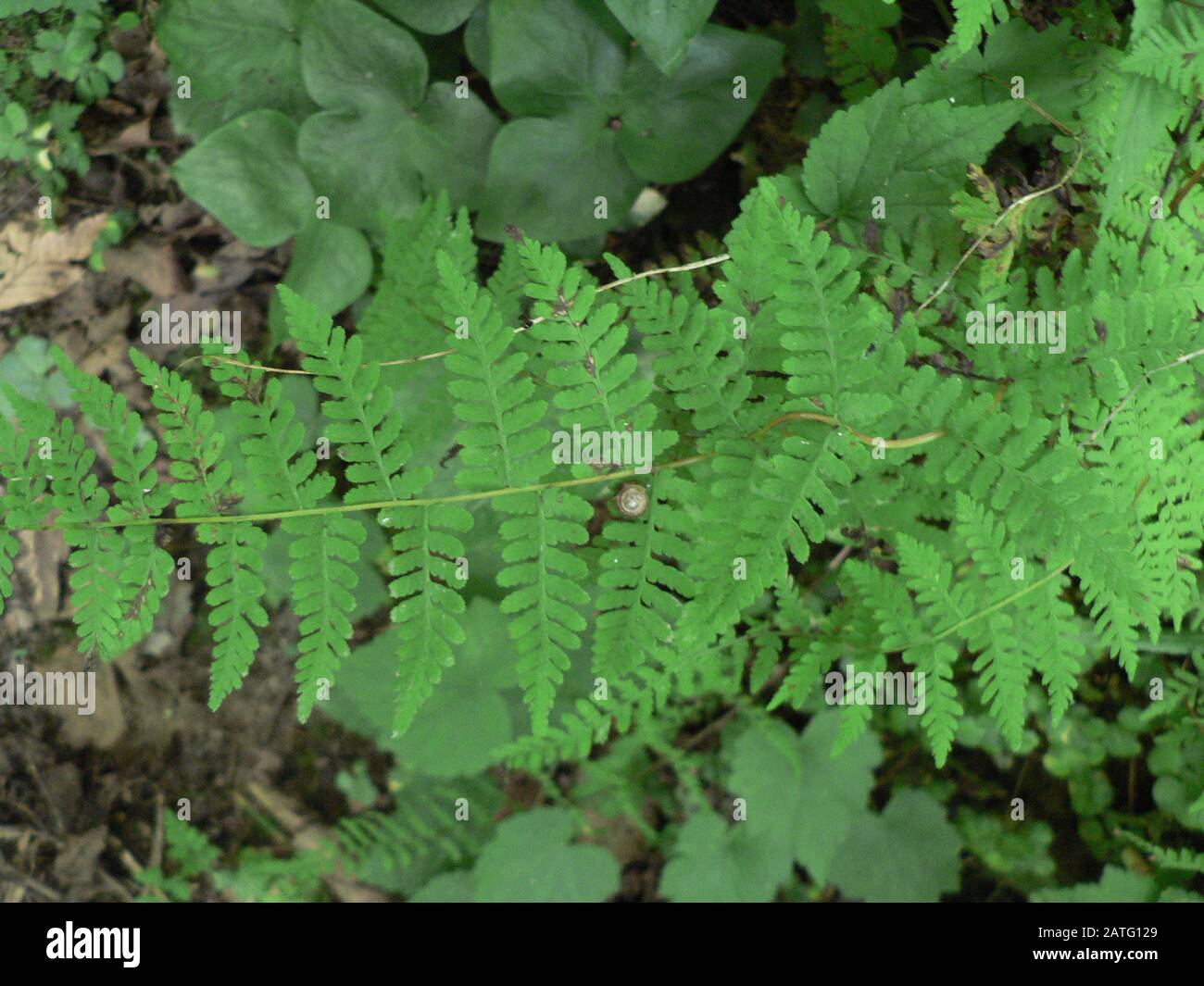 John Bryan State Park, Ohio Stock Photo - Alamy