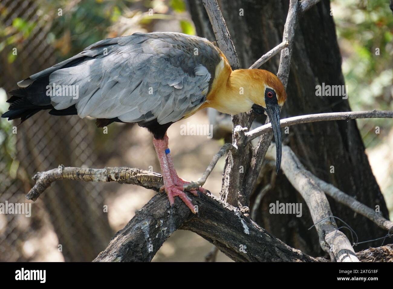 theristicus caudatus bird is found in many countries of south america ...