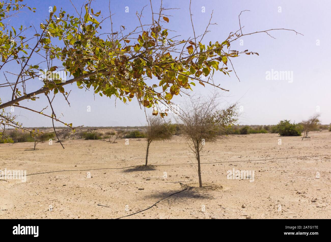 desert with trees on sir bani yas Stock Photo - Alamy