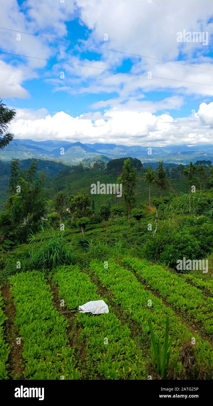 Green field plantation in the jungle of Sri Lanka Stock Photo - Alamy