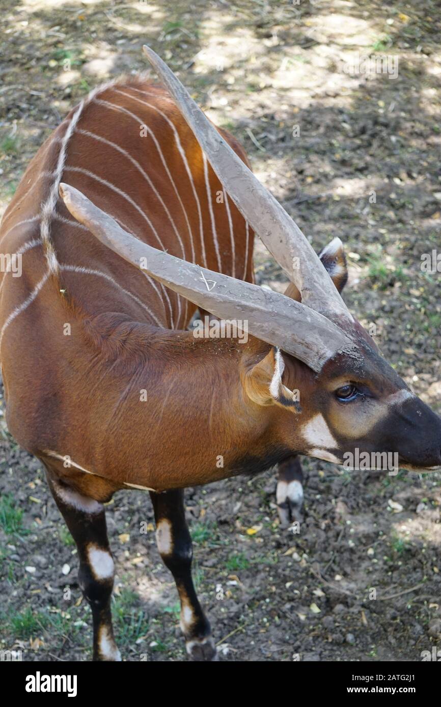 Bongo antelope kenya africa hi-res stock photography and images - Alamy