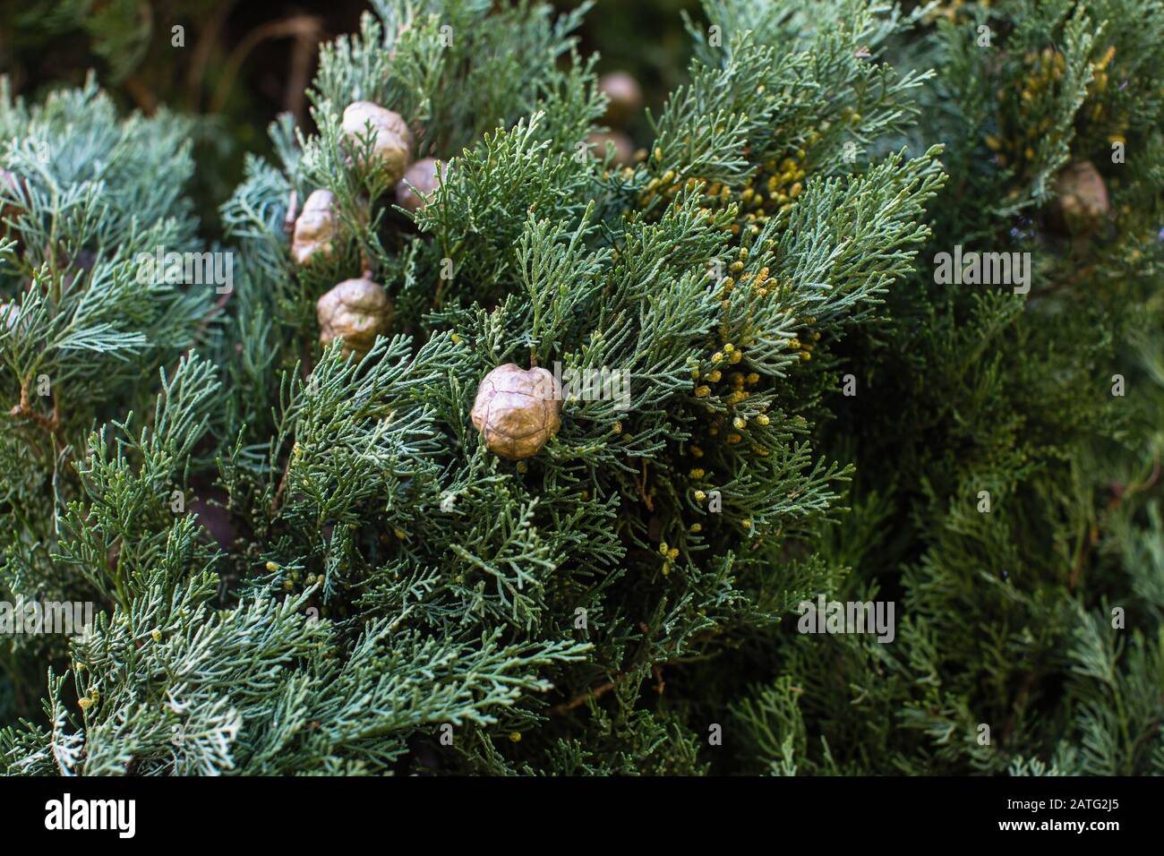 Italian cypress cupressus sempervirens hi-res stock photography and ...