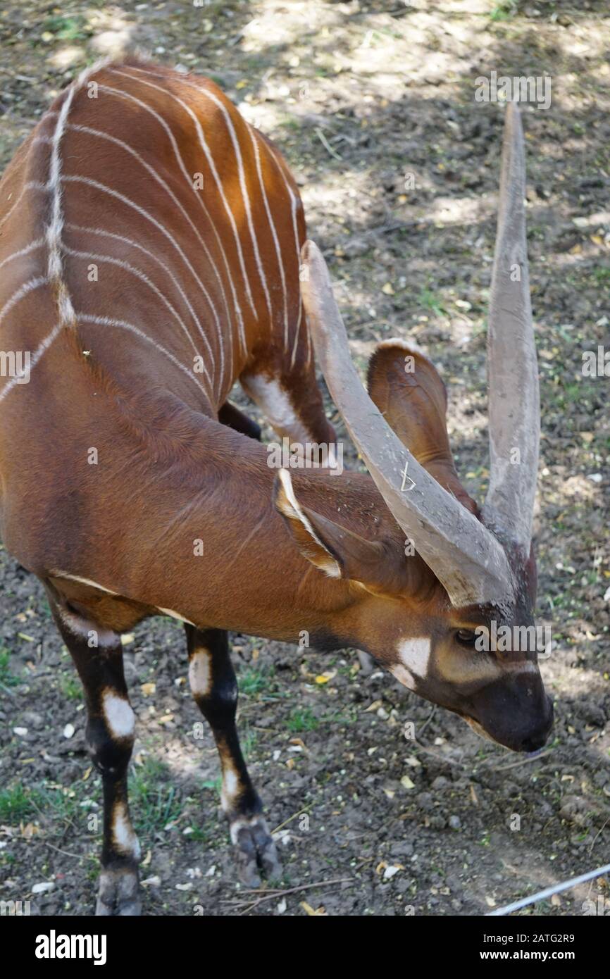 Bongo antelope kenya africa hi-res stock photography and images - Alamy