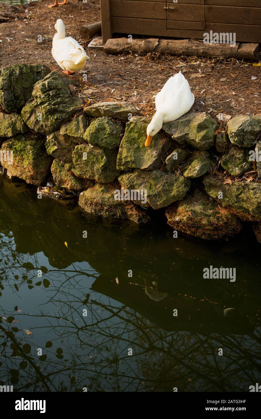White ducks are by the side of the pond Stock Photo - Alamy