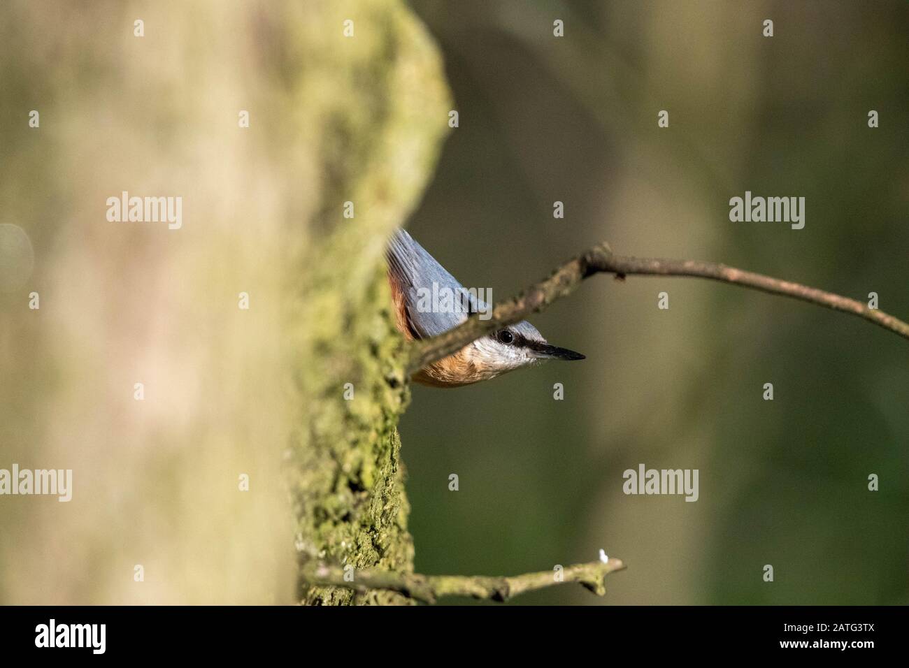 Red breasted nuthatch hi-res stock photography and images - Alamy