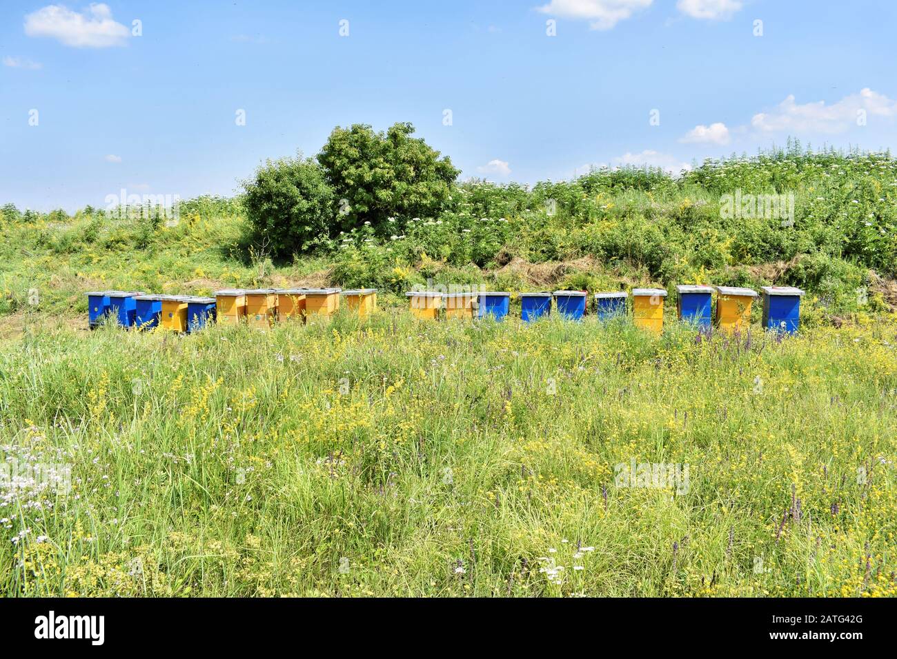 Meadow honey farm in the wildflower field Stock Photo - Alamy