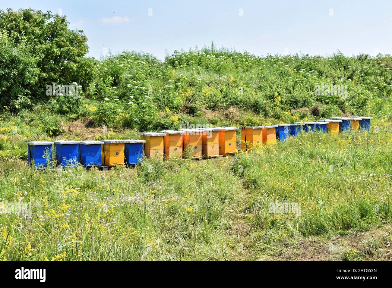 Meadow honey farm in the wildflower field Stock Photo - Alamy