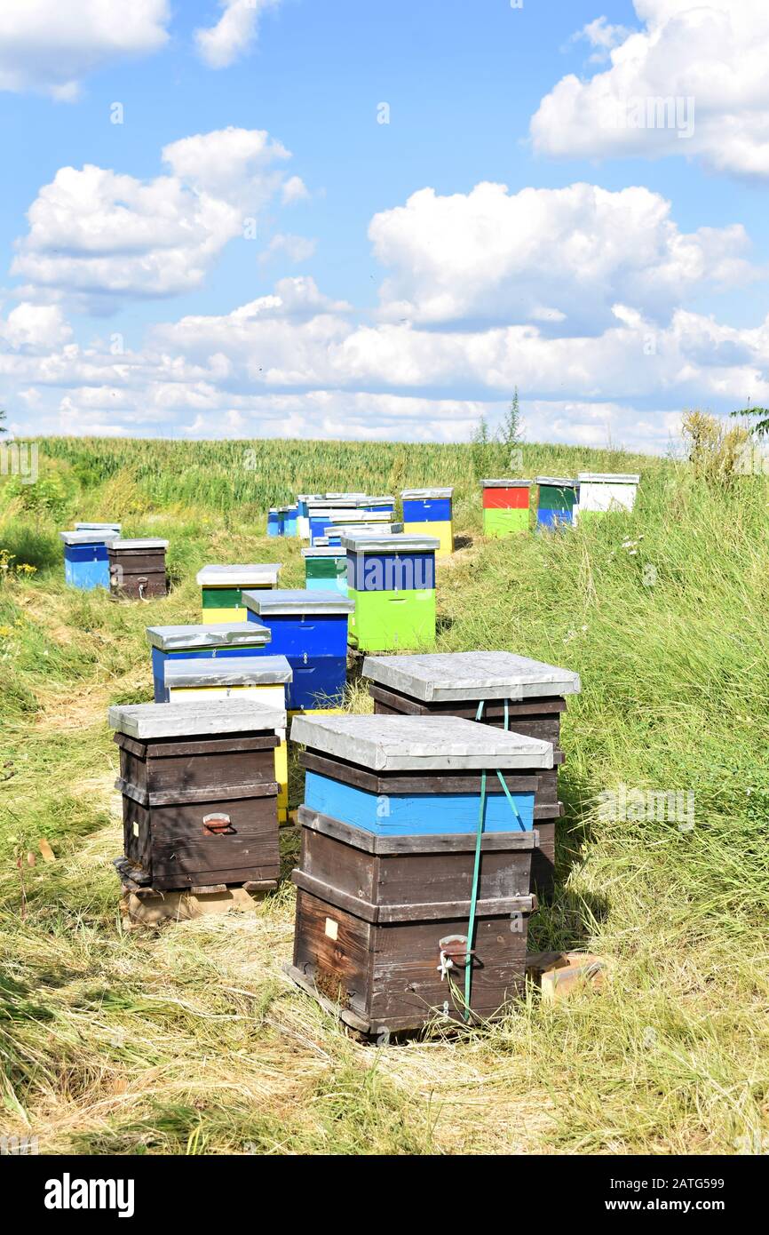 Bee hives in wildflower hi-res stock photography and images - Alamy