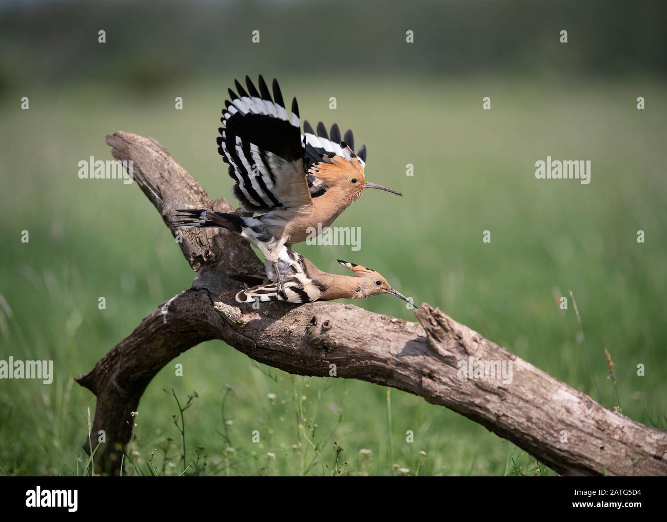 Hoopoe (Upupa epops), Hortobágy National Park, Hungary Stock Photo - Alamy