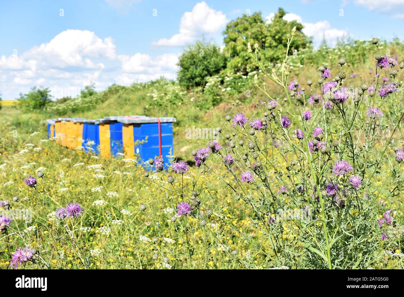 Wildflower meadow pollinating insects hi-res stock photography and ...