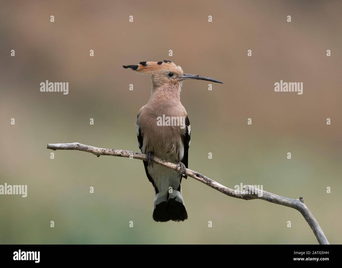 Hoopoe (Upupa epops), sitting on branch, Hortobágy National Park ...