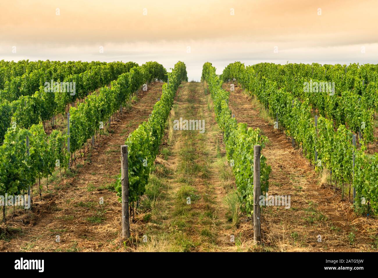 Rural landscape near Venosa, Potenza, Basilicata, Southern Italy, at ...