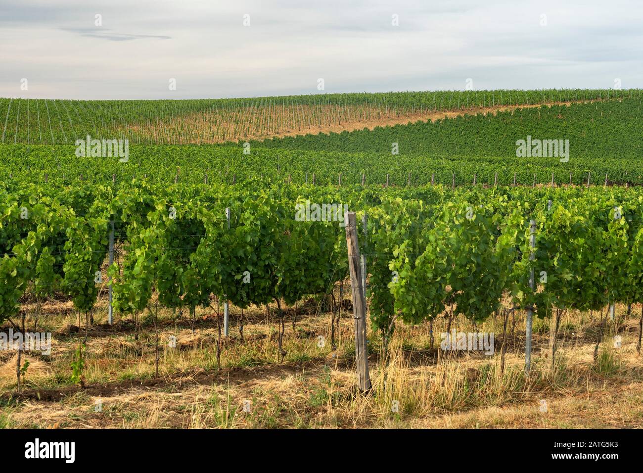 Basilicata vineyard hi-res stock photography and images - Alamy
