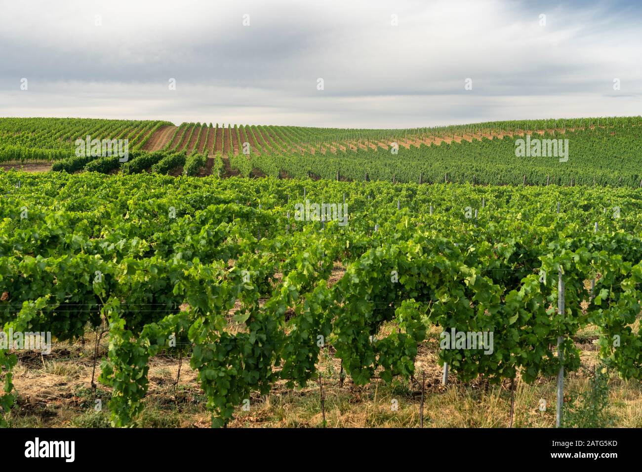 Rural landscape near Venosa, Potenza, Basilicata, Southern Italy, at ...