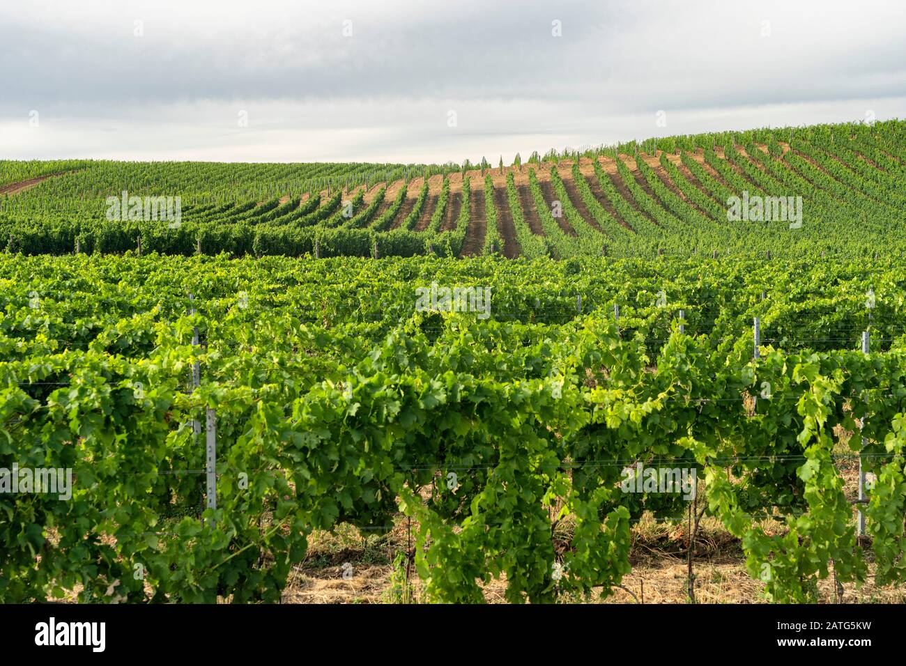 Rural landscape near Venosa, Potenza, Basilicata, Southern Italy, at ...