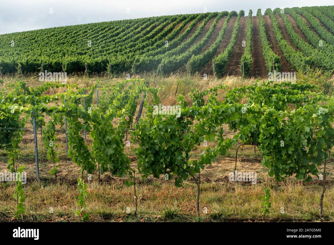 Rural landscape near Venosa, Potenza, Basilicata, Southern Italy, at ...