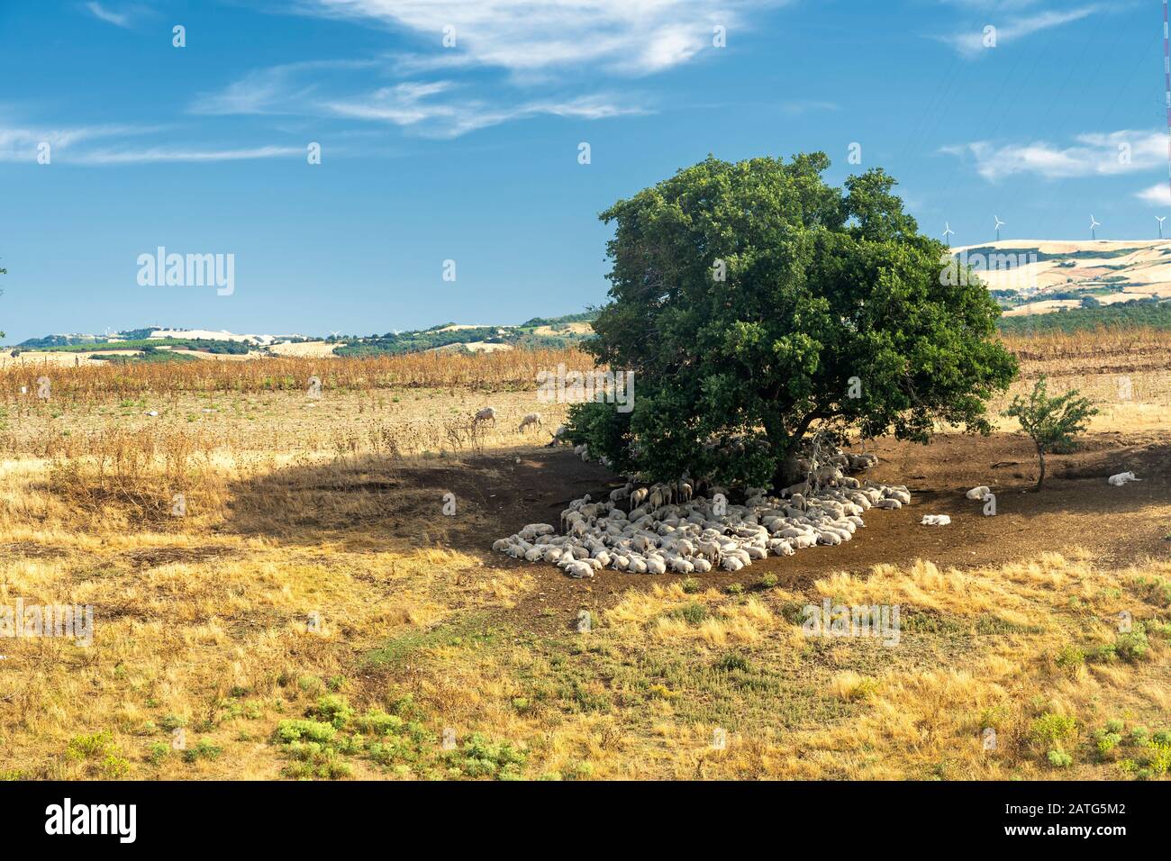 Rural landscape near Venosa, Potenza, Basilicata, Southern Italy, at ...